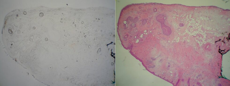 Technical Expertise - Cryotomy